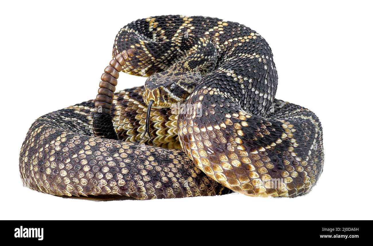 Diamondback rattlesnake Cut Out Stock Images & Pictures - Alamy
