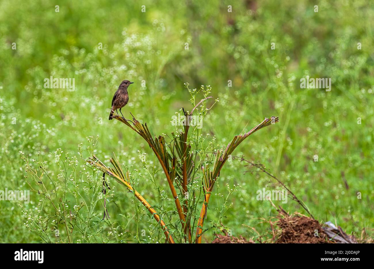 Brown Rock Chat sitting on a plant and resting Stock Photo - Alamy