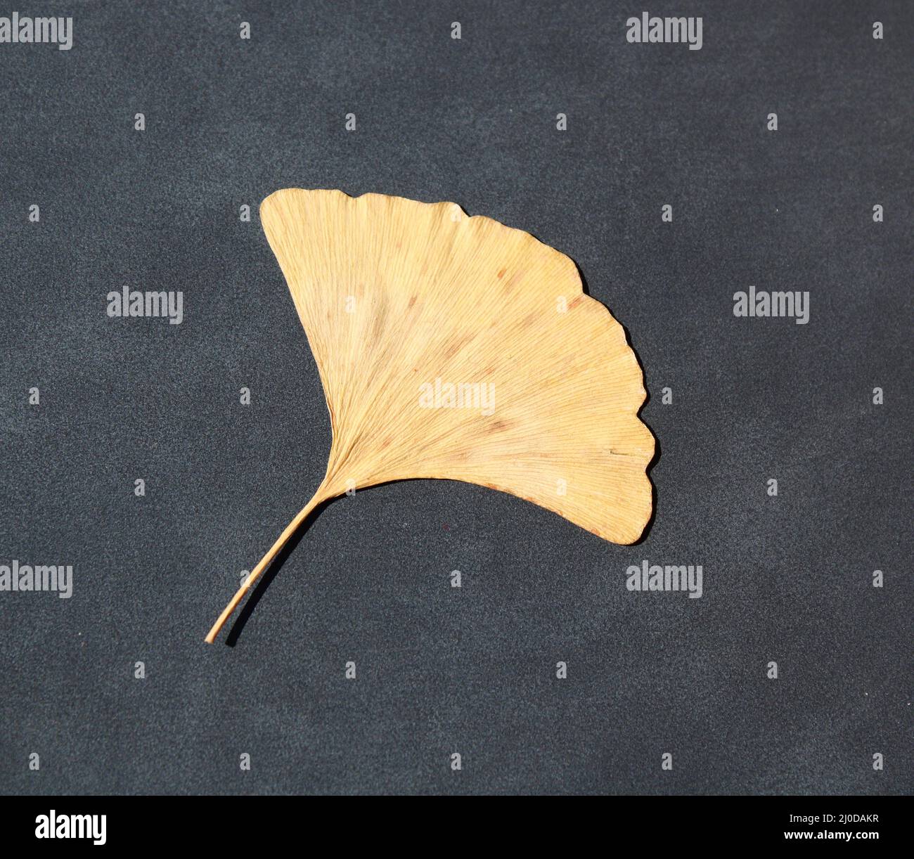 Gingko biloba leaf hi-res stock photography and images - Alamy