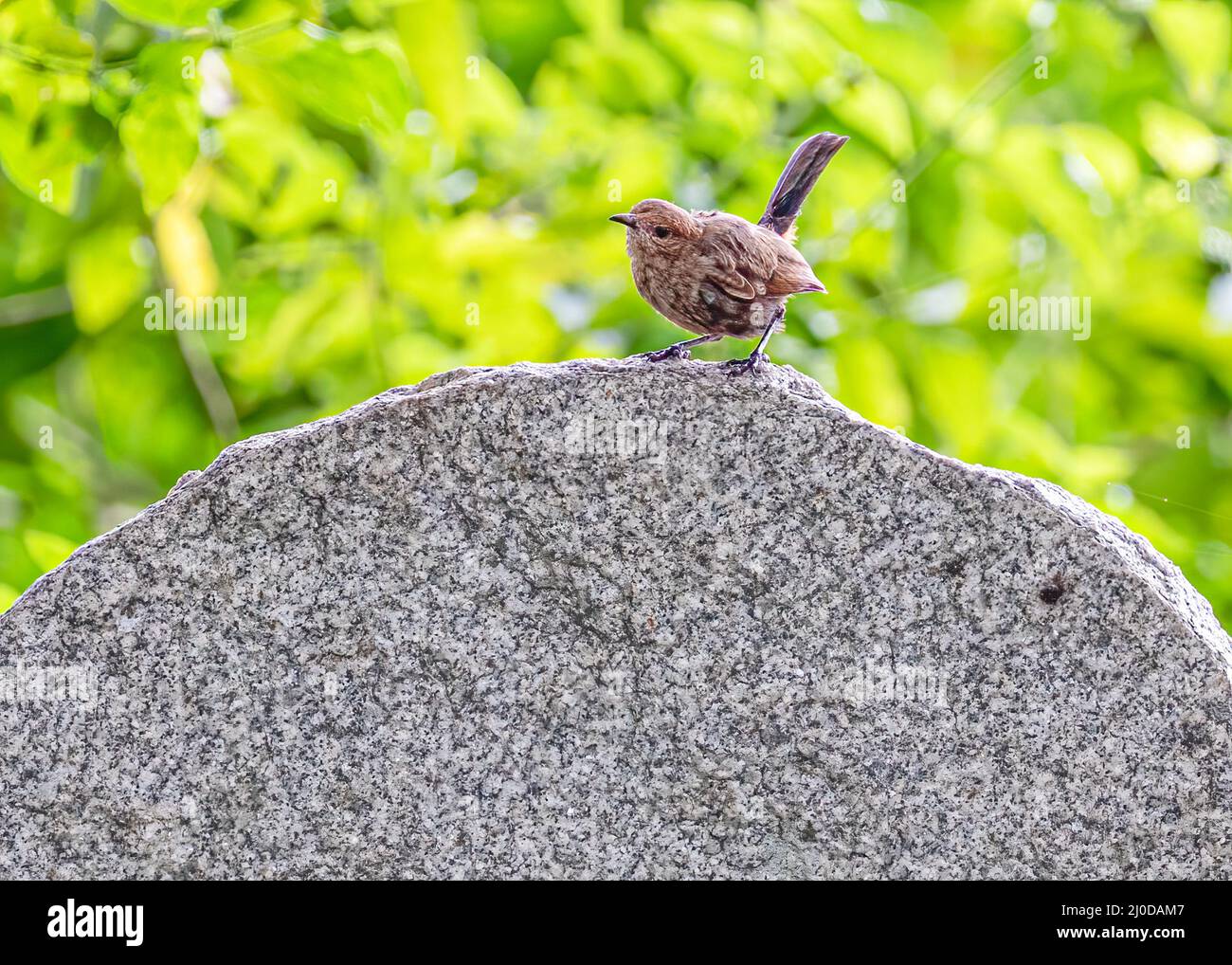 Indian Robin ready to take off for flight Stock Photo - Alamy