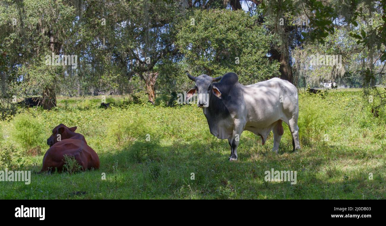 Domestic cattle bos hi-res stock photography and images - Alamy
