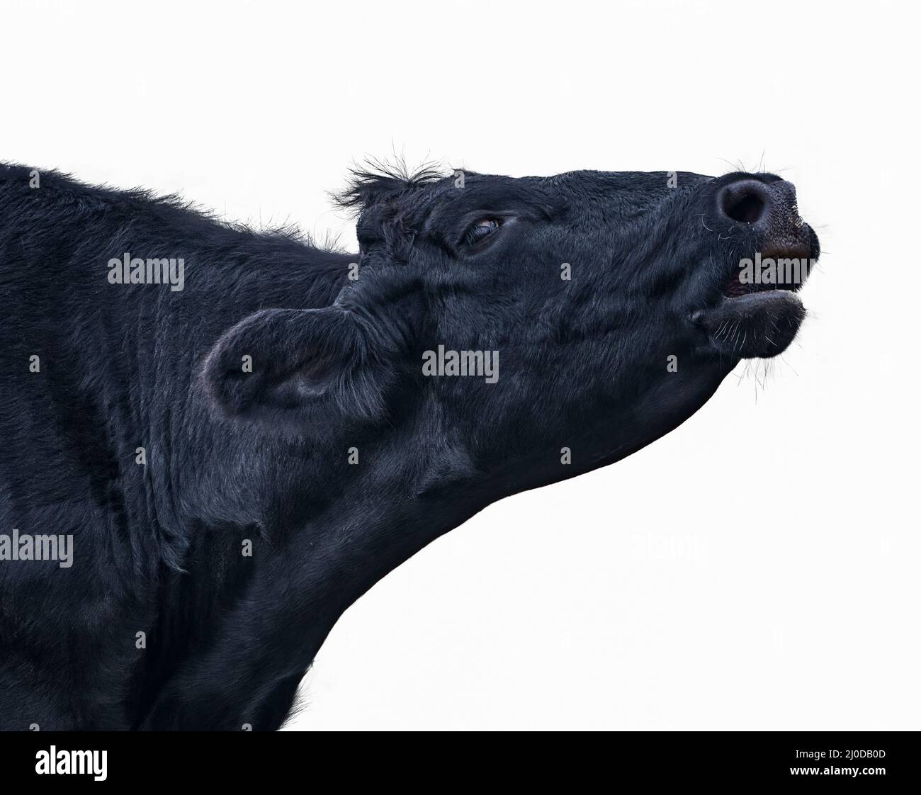 Mooing hi-res stock photography and images - Alamy