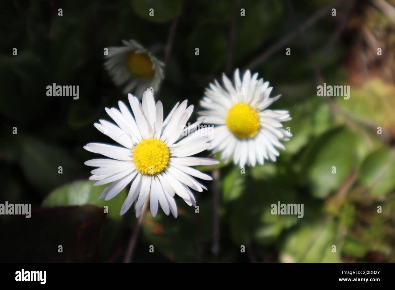 Daisies in a forest. Spring background Stock Photo - Alamy