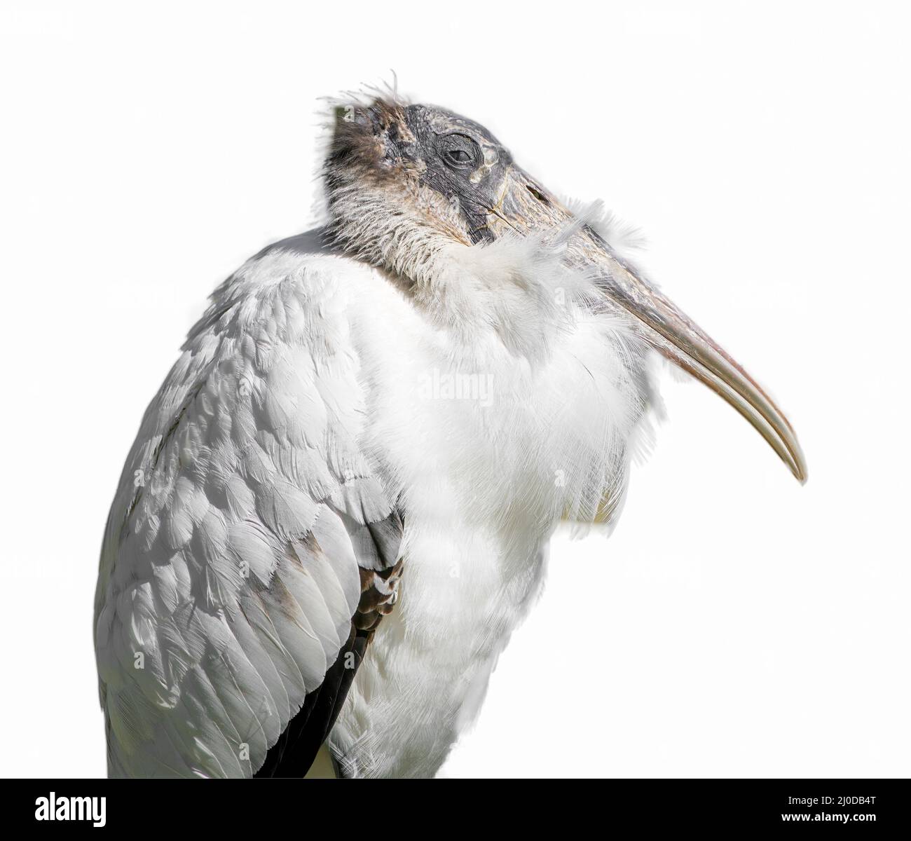 Adult stork Cut Out Stock Images & Pictures - Alamy