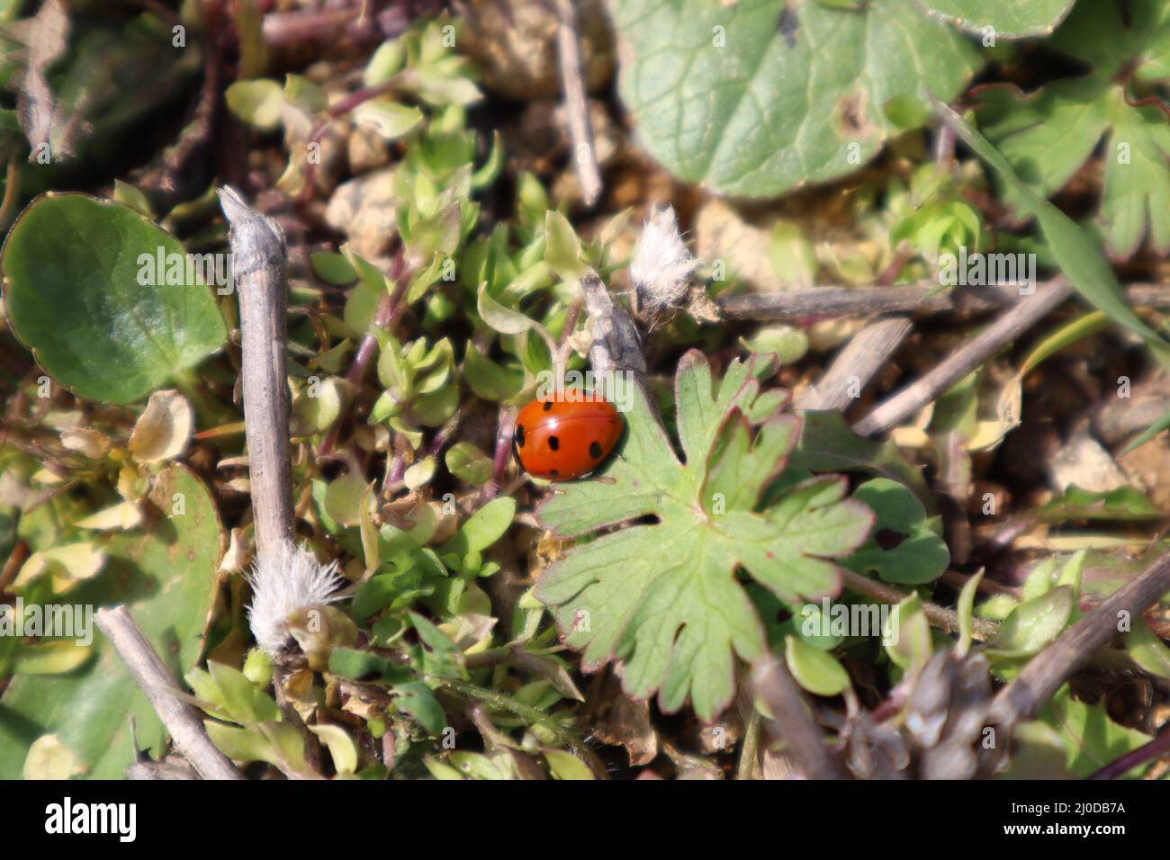 Ladybug on a leaf in a forest. Spring background Stock Photo - Alamy