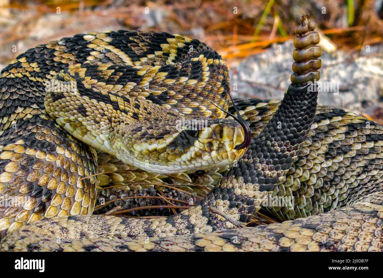 Diamondback rattlesnake strike hi-res stock photography and images - Alamy