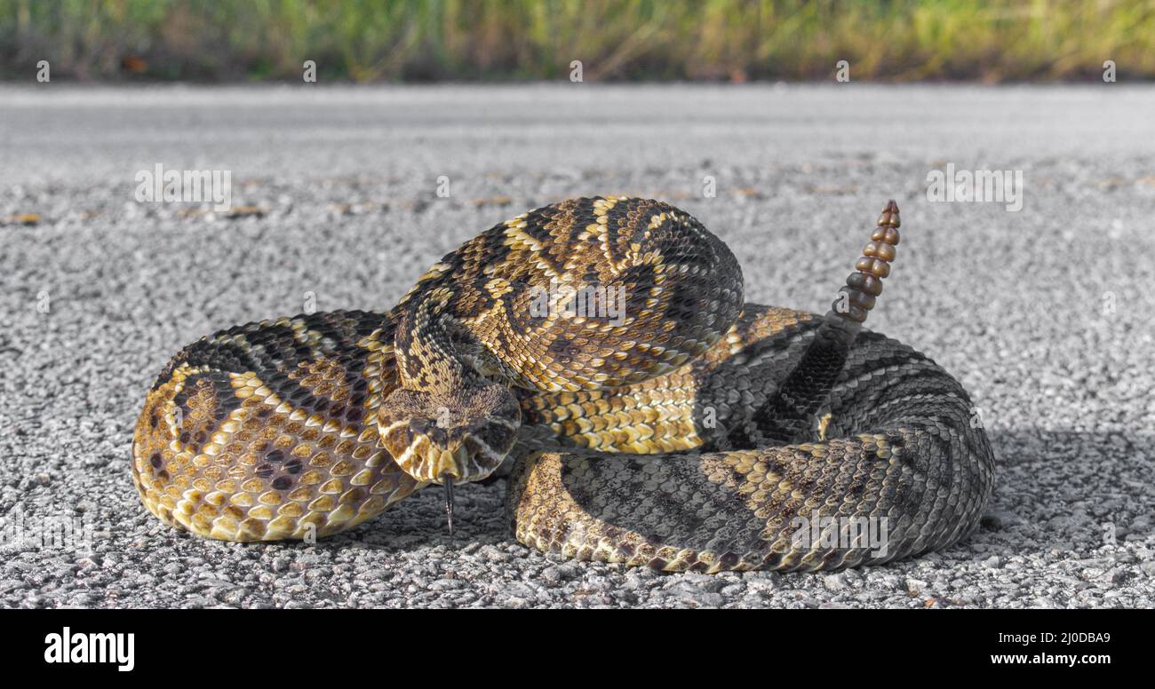 Diamondback rattlesnake strike hi-res stock photography and images - Alamy