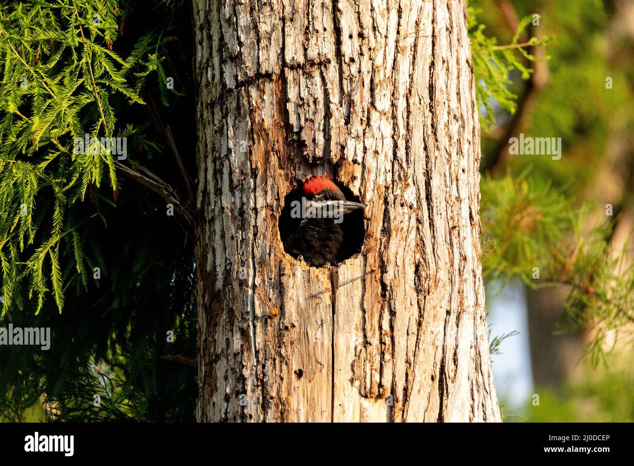 Baby pileated woodpecker chick Hylatomus pileatus peeks out of its nest ...