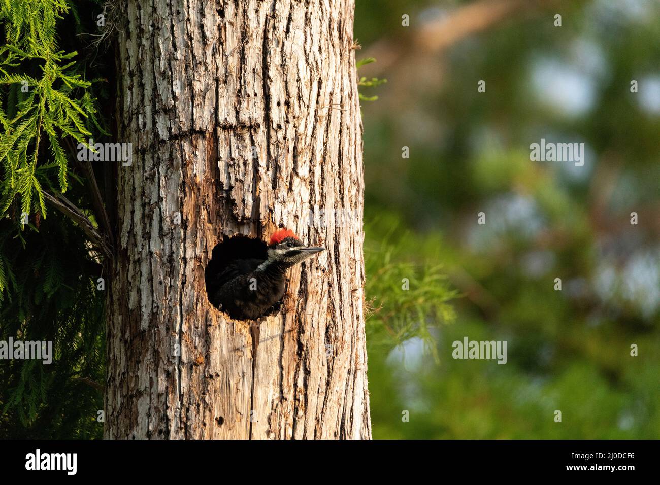 Baby pileated woodpecker chick Hylatomus pileatus peeks out of its nest ...