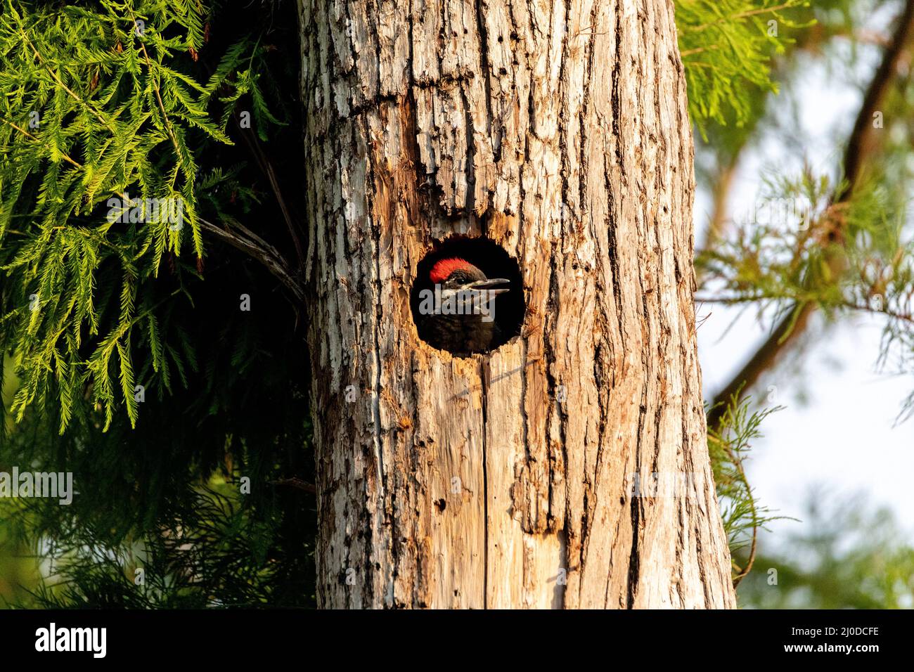 Baby pileated woodpecker chick Hylatomus pileatus peeks out of its nest ...