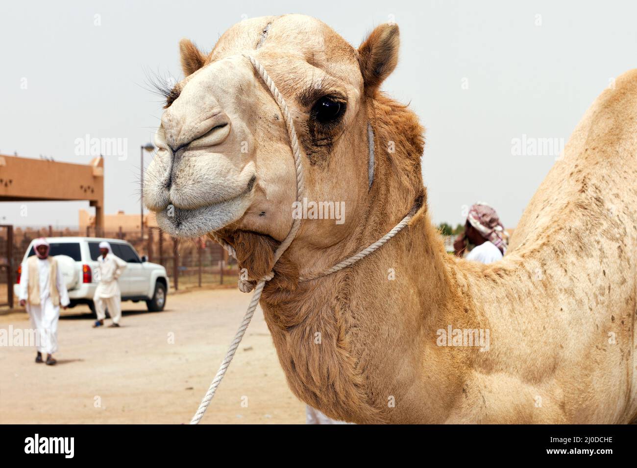 Camel desert traditional abu dhabi hi-res stock photography and images ...