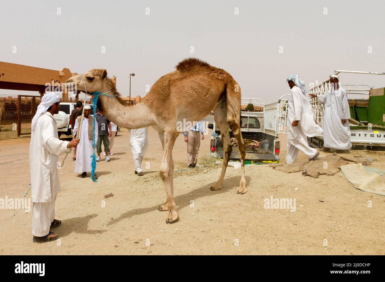 Camel desert traditional abu dhabi hi-res stock photography and images ...