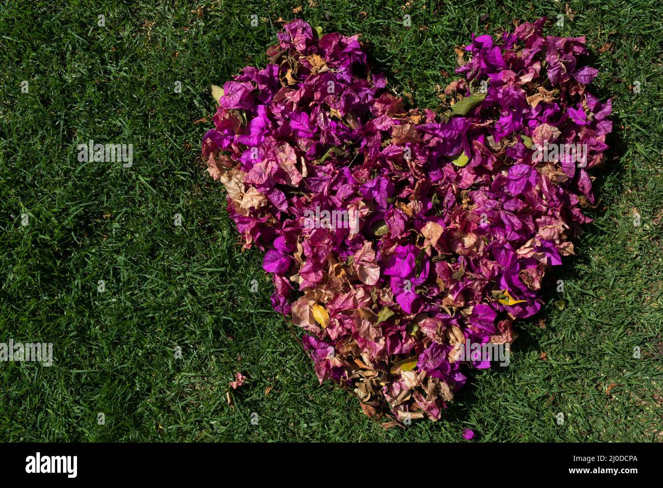 Heart shaped made with pink flowers. Love Concept Stock Photo - Alamy