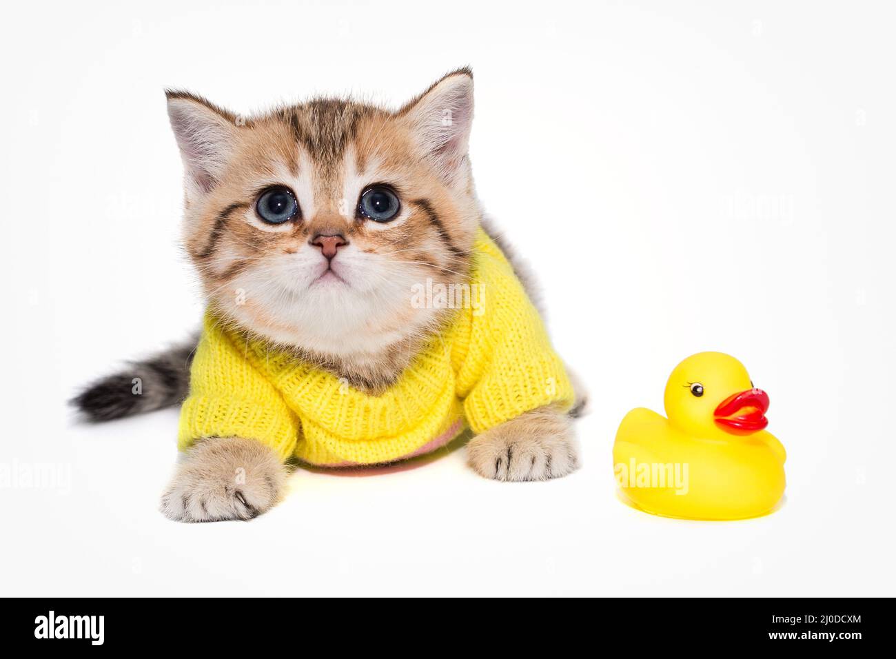 Small Scottish kitten in a sweater and a rubber duckling toy, isolated ...