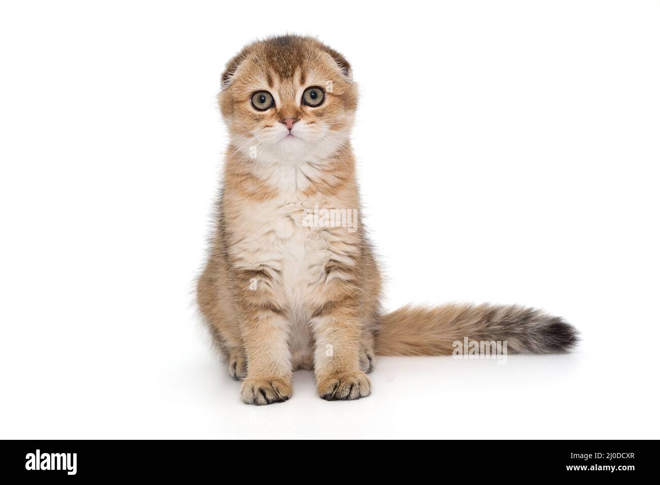 Ginger Munchkin Cats