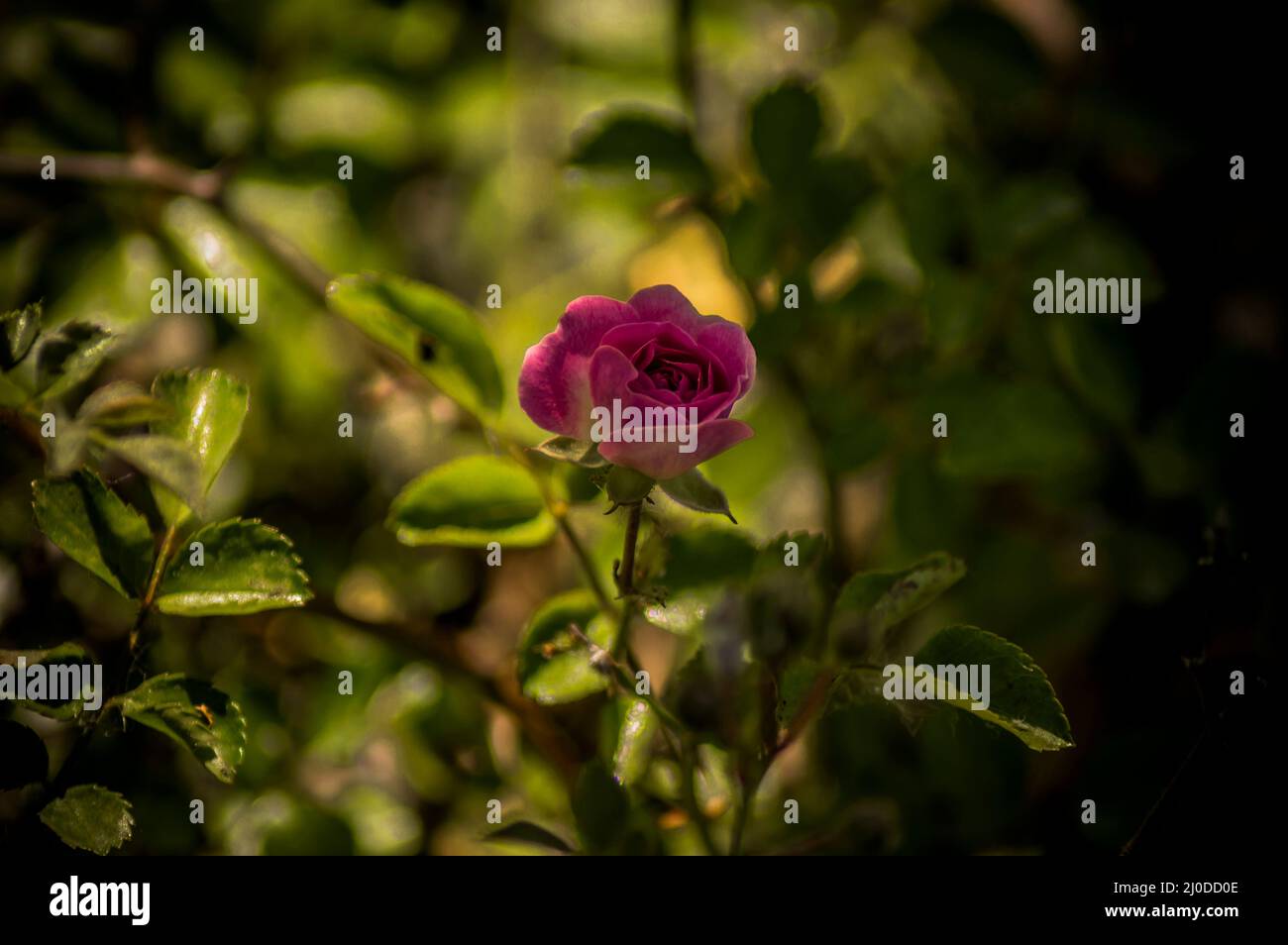 Colorful, vibrant bouquet of flowers; Asiatic lilies, roses, diaphragms ...