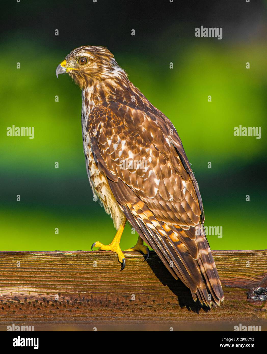 Red shouldered hawk fence hi-res stock photography and images - Alamy