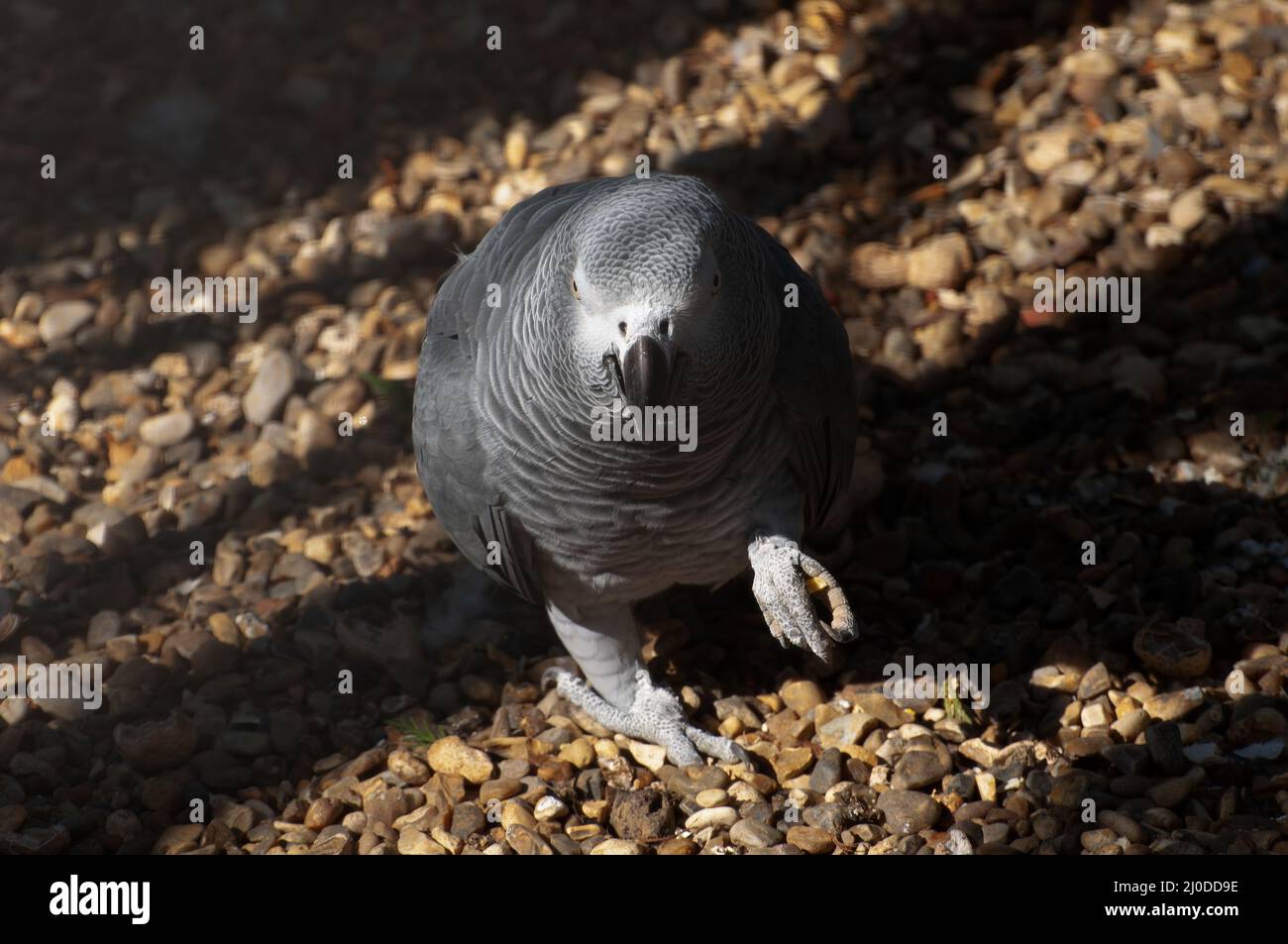 Parrot walking on the ground hi-res stock photography and images - Alamy