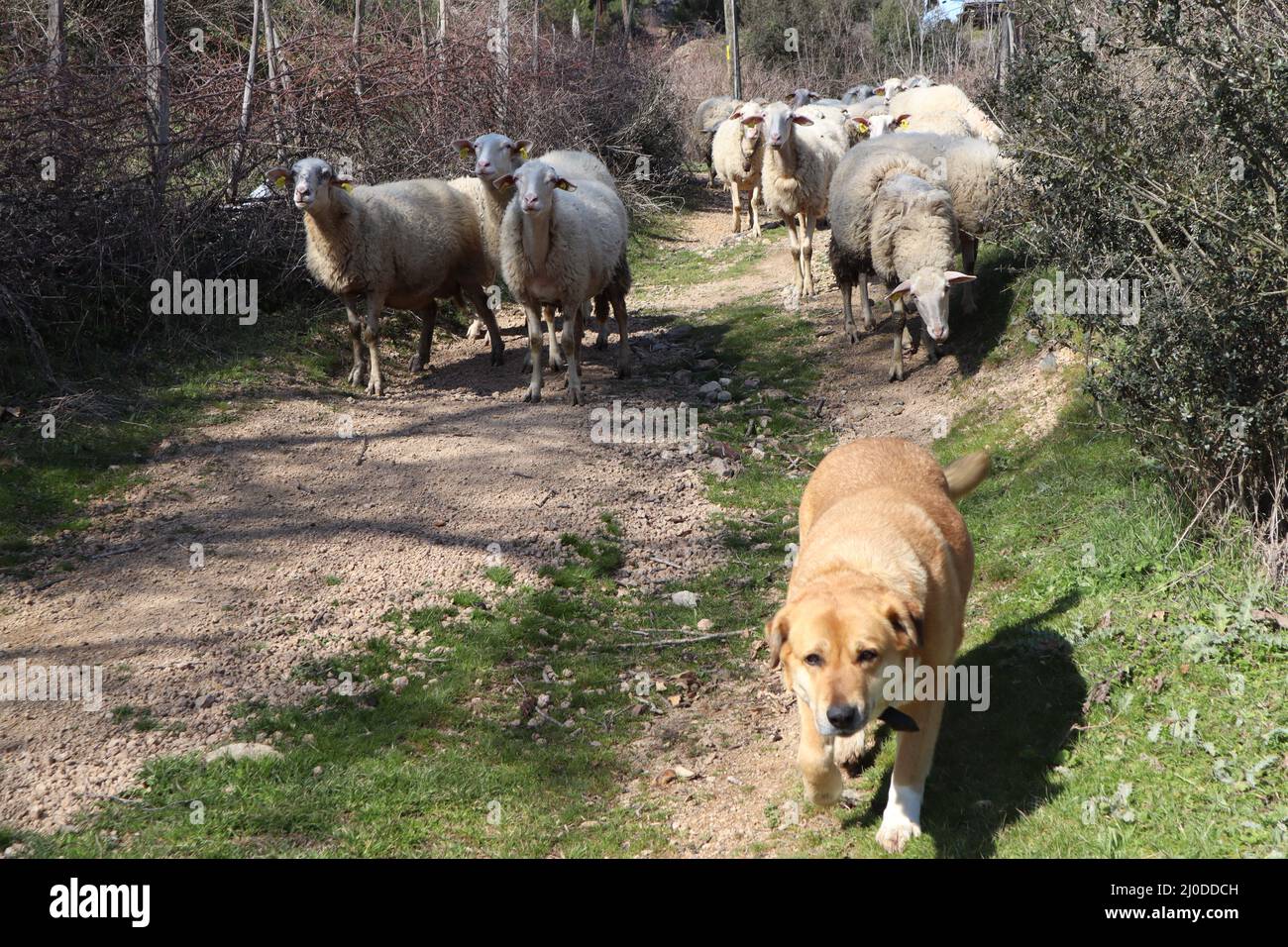 Guiding sheep hi-res stock photography and images - Alamy
