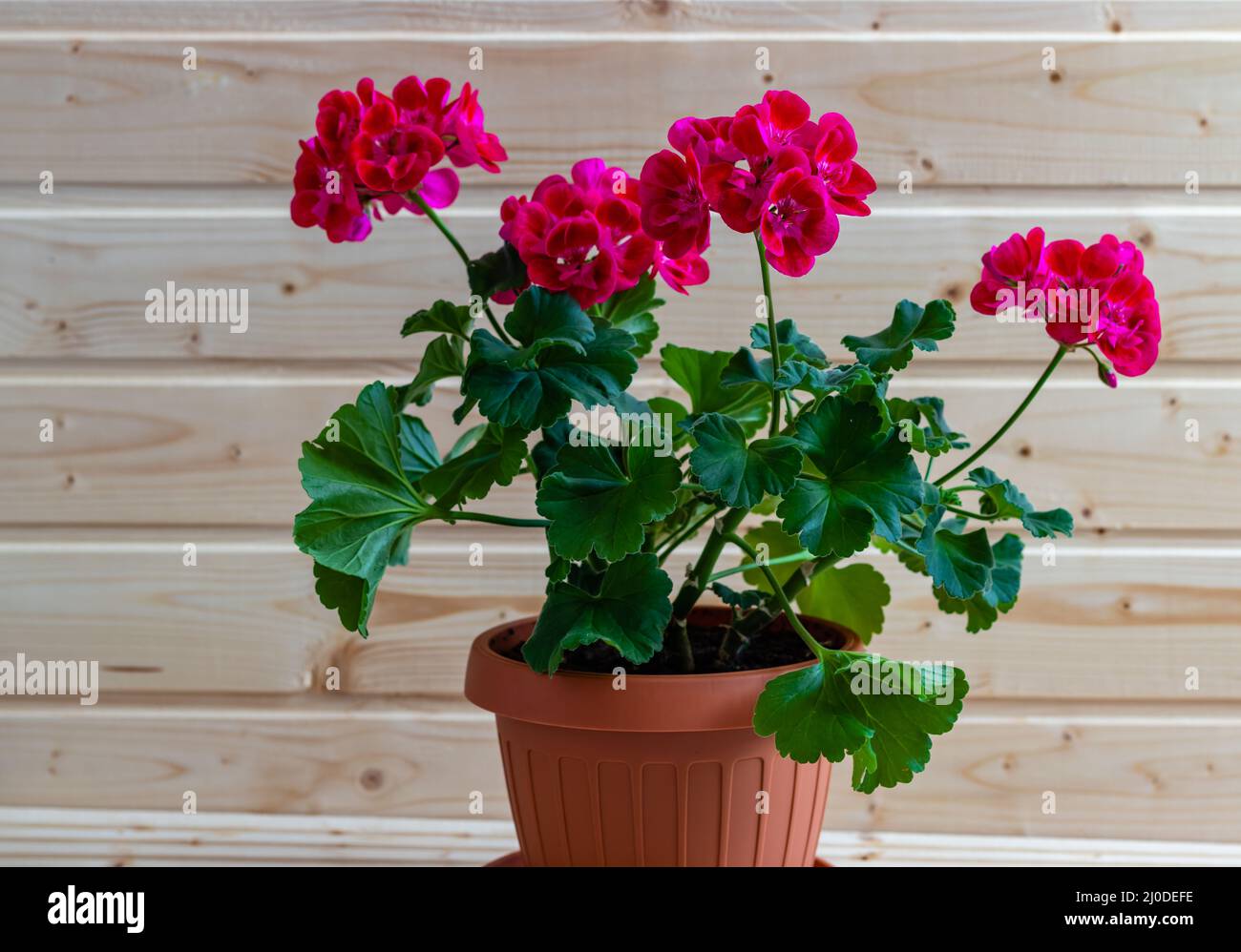 Green geranium plant in brown hi-res stock photography and images - Alamy
