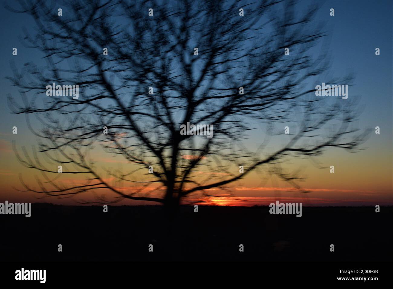 Tree in sunset Stock Photo - Alamy