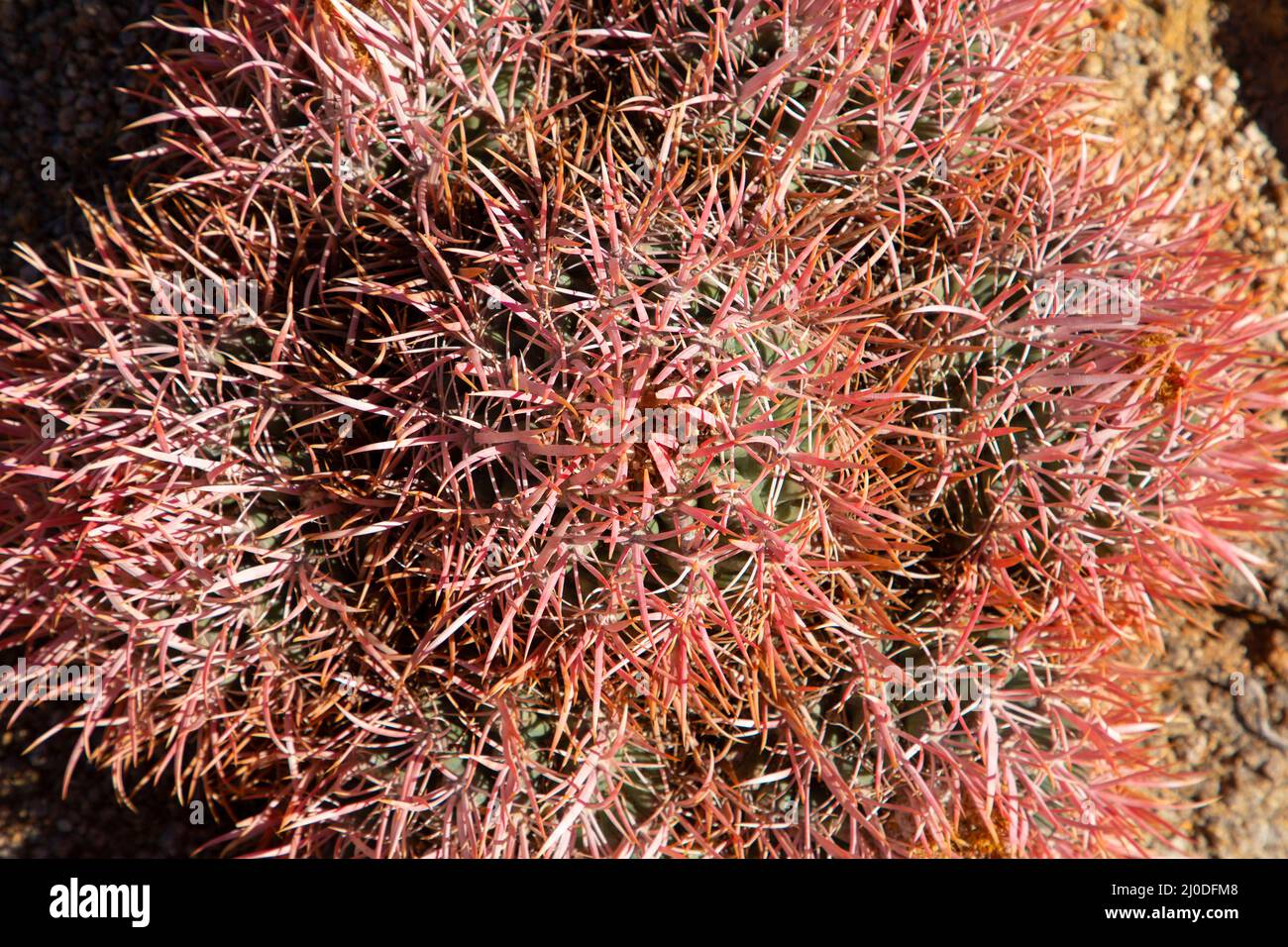 Cottontop Cactus (Echinocactus polycephalus), Alabama Hills Recreation ...