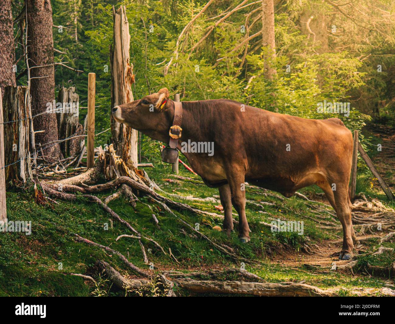 Brown cow grazing in a beautiful green forest in Allgau, Germany Stock ...