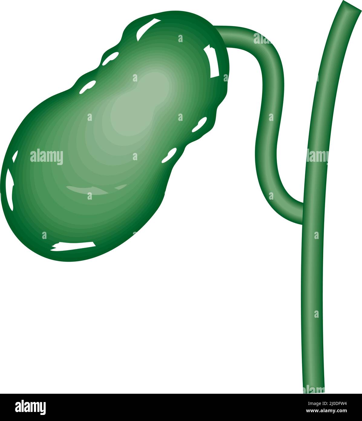 gallbladder human organ Stock Vector Image & Art - Alamy