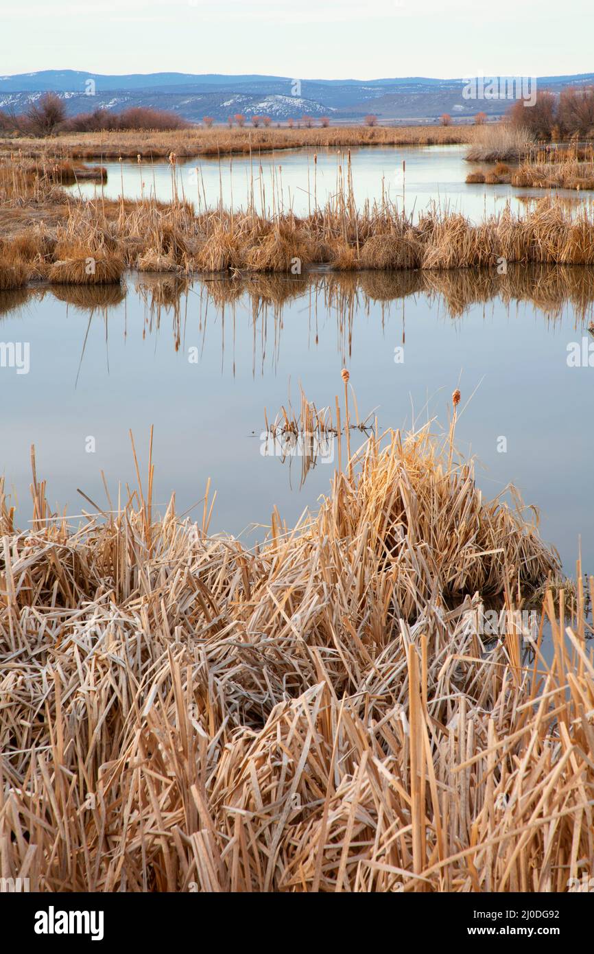 Cattail pond along Auto Tour Route, Modoc National Wildlife Refuge ...