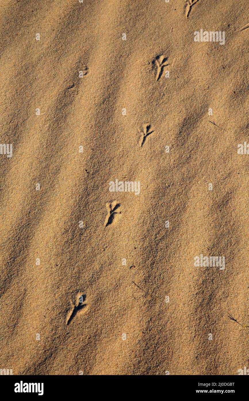 Tracks in sand dunes, Camp Cady State Wildlife Area, California Stock ...