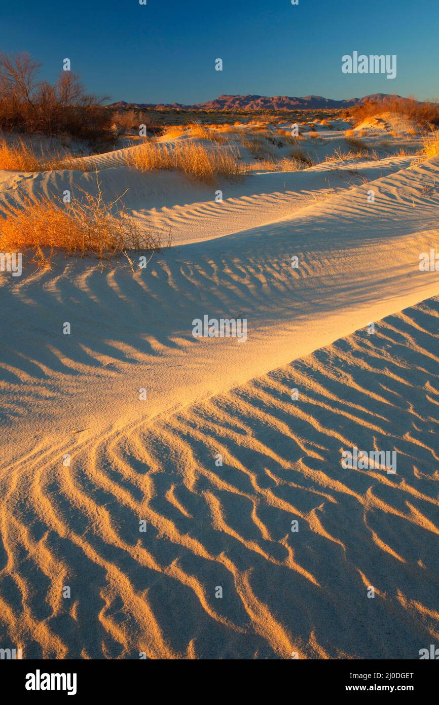 Sand dunes, Camp Cady State Wildlife Area, California Stock Photo - Alamy