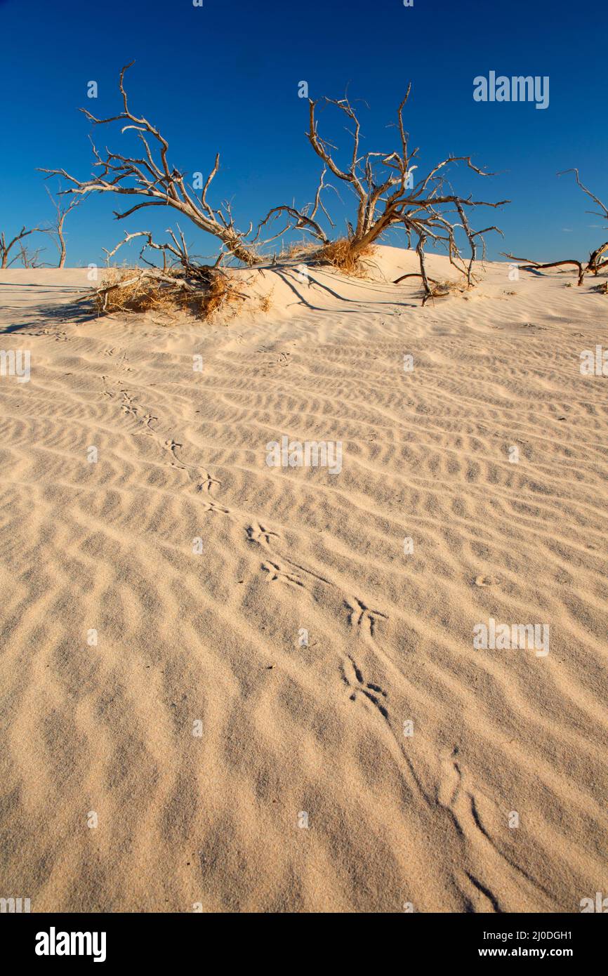 Sand dunes, Camp Cady State Wildlife Area, California Stock Photo - Alamy