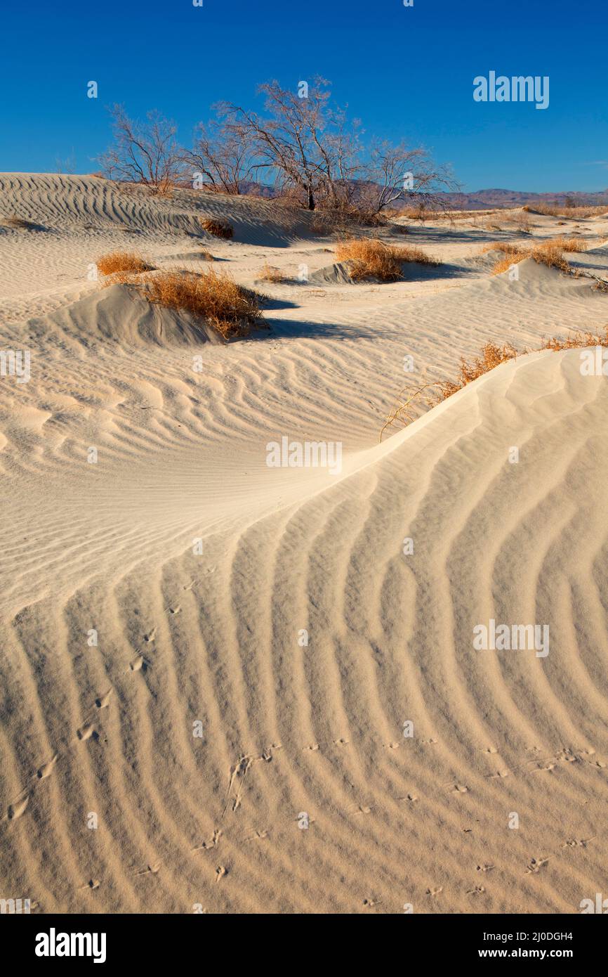 Sand dunes, Camp Cady State Wildlife Area, California Stock Photo - Alamy