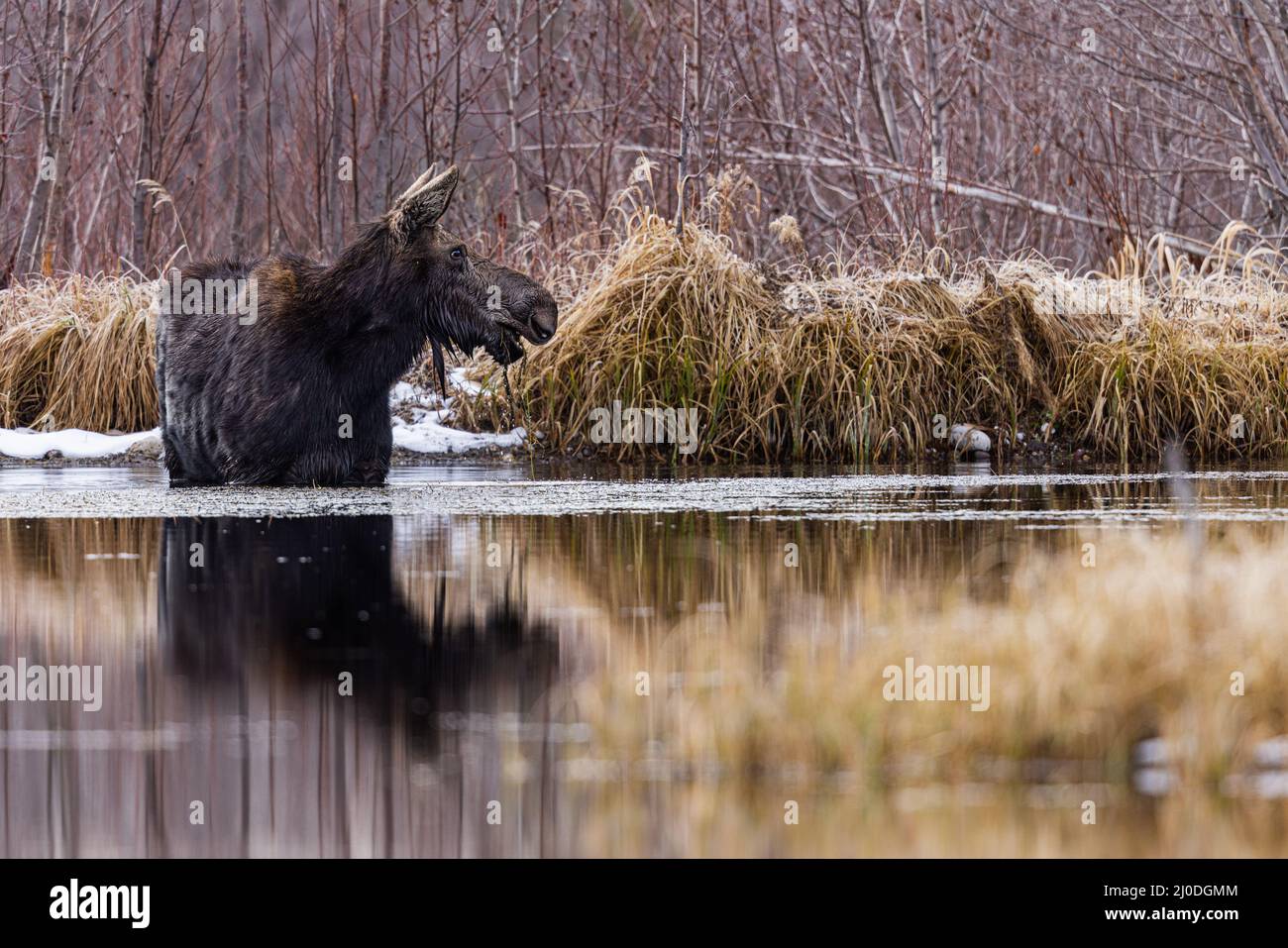 Brown moose swimming in a river Grand Teton National Park, Wyoming, USA ...