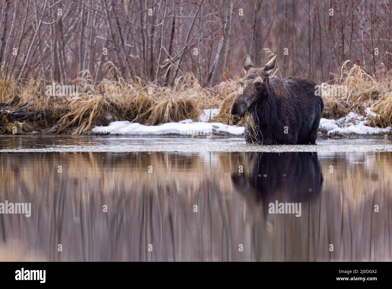 Brown moose swimming in a river in Garden Teton National Park, Wyoming ...