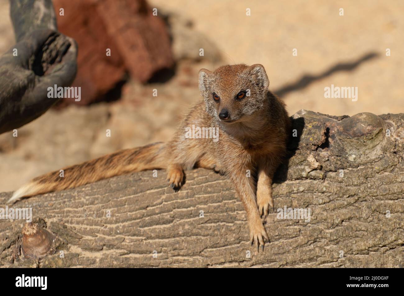 Closeup of a yellow mongoose, Cynictis penicillata, lying on a fallen ...