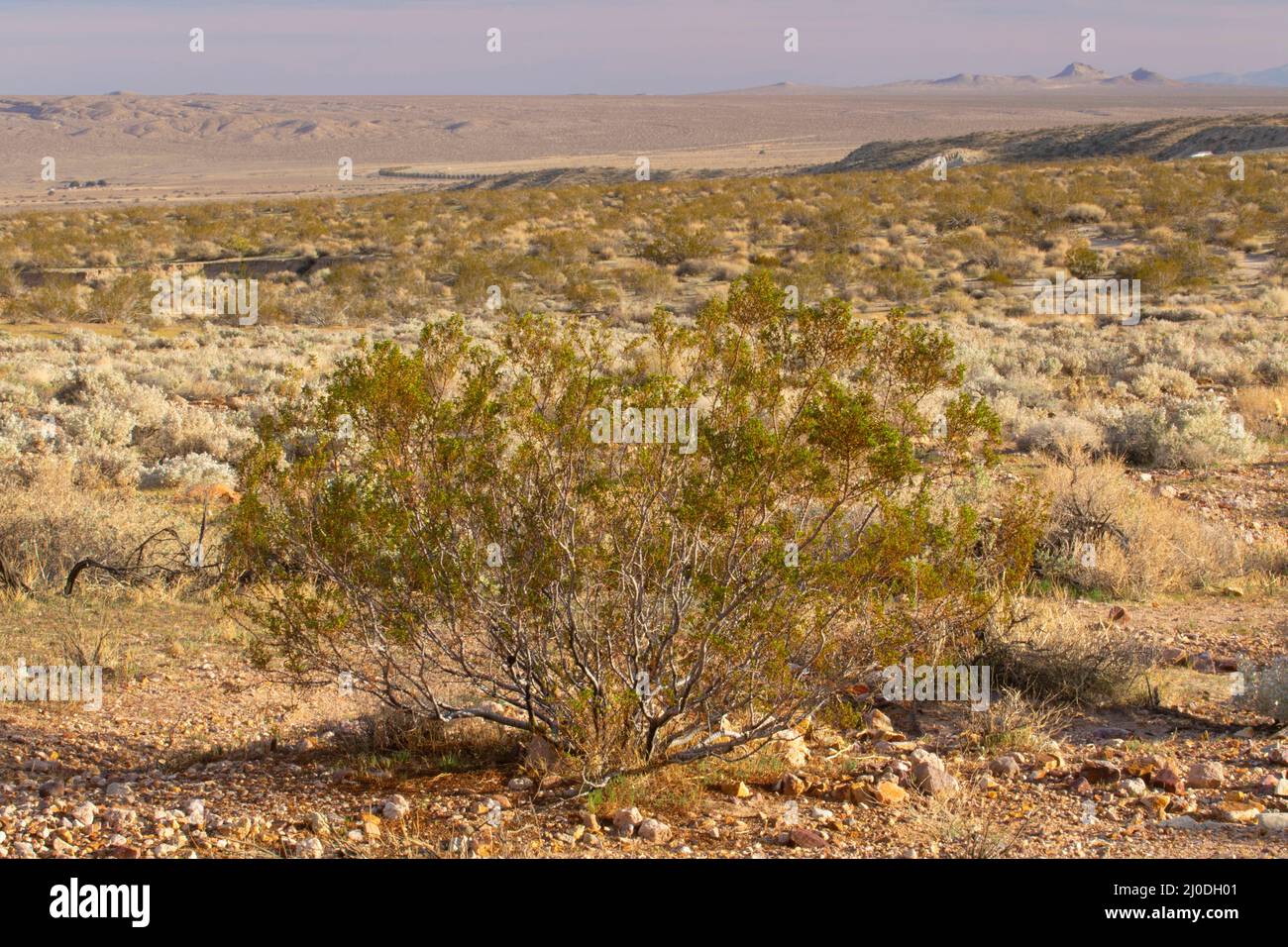 Creosote bush (Larrea tridentata), Red Rock Canyon State Park ...