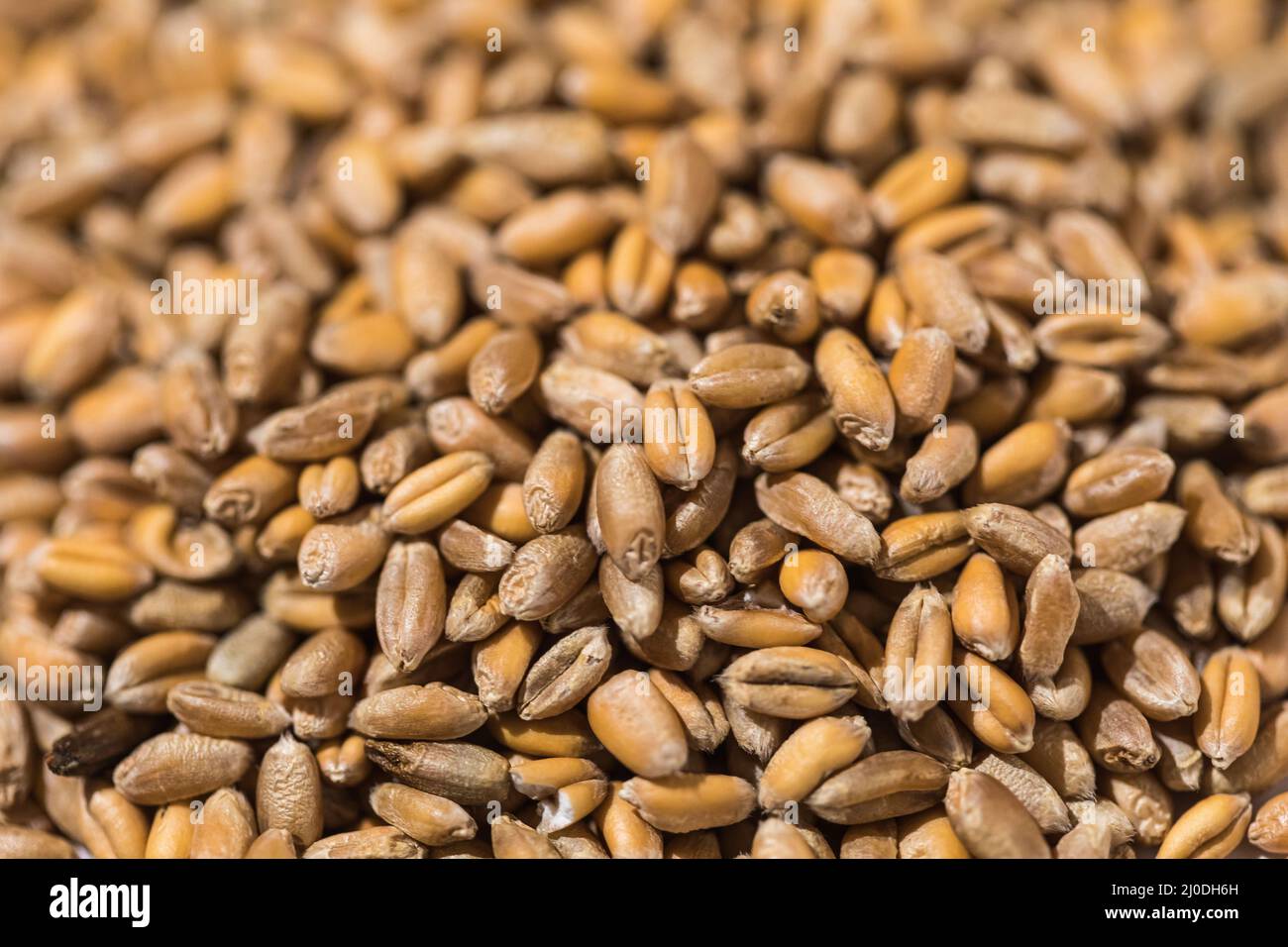 Wheat rye and barley hi-res stock photography and images - Alamy