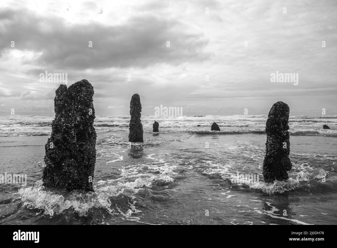View of Neskowin ghost forest with tree stumps in black and white Stock ...