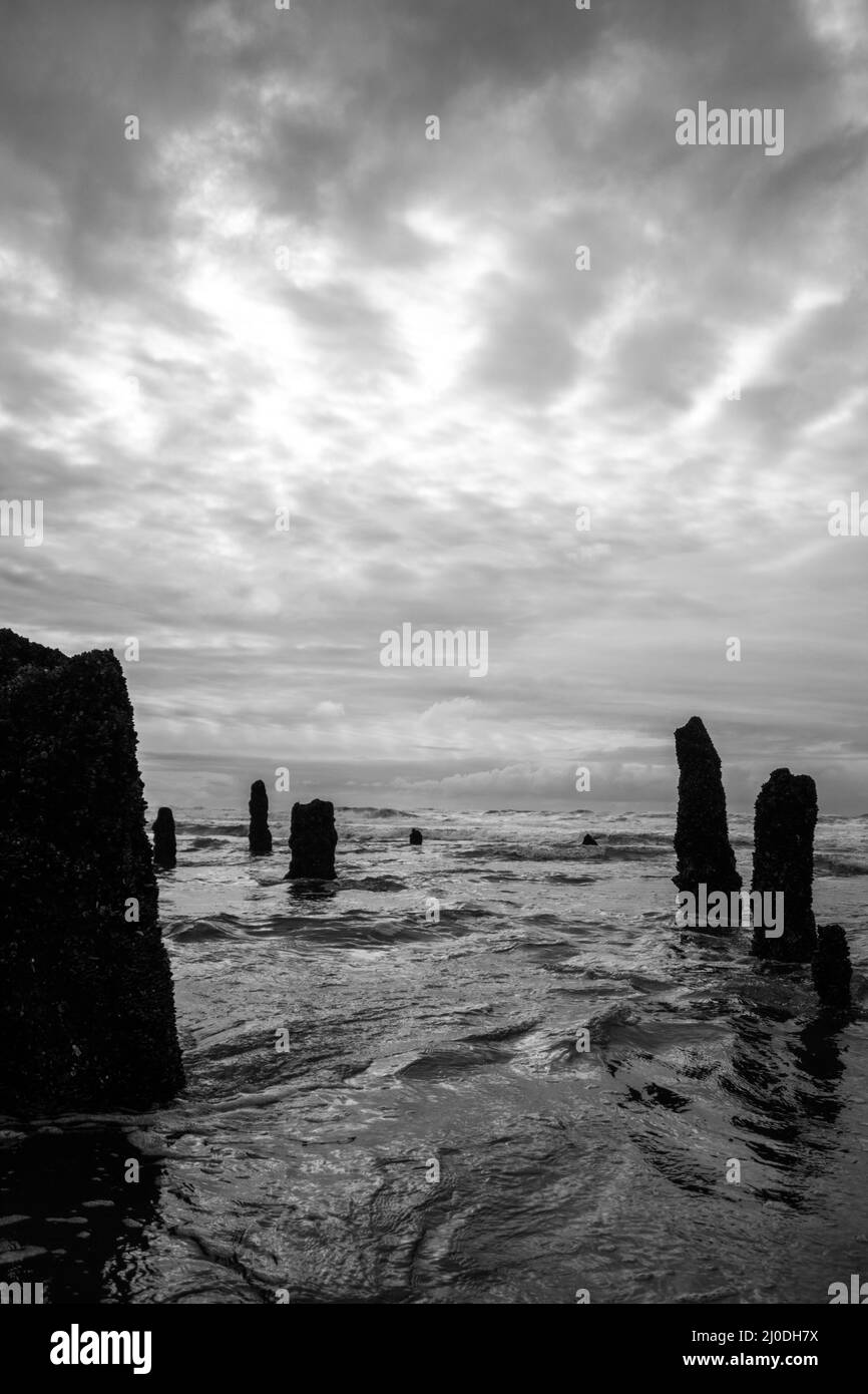 A vertical shot of Neskowin ghost forest with tree stumps in black and ...