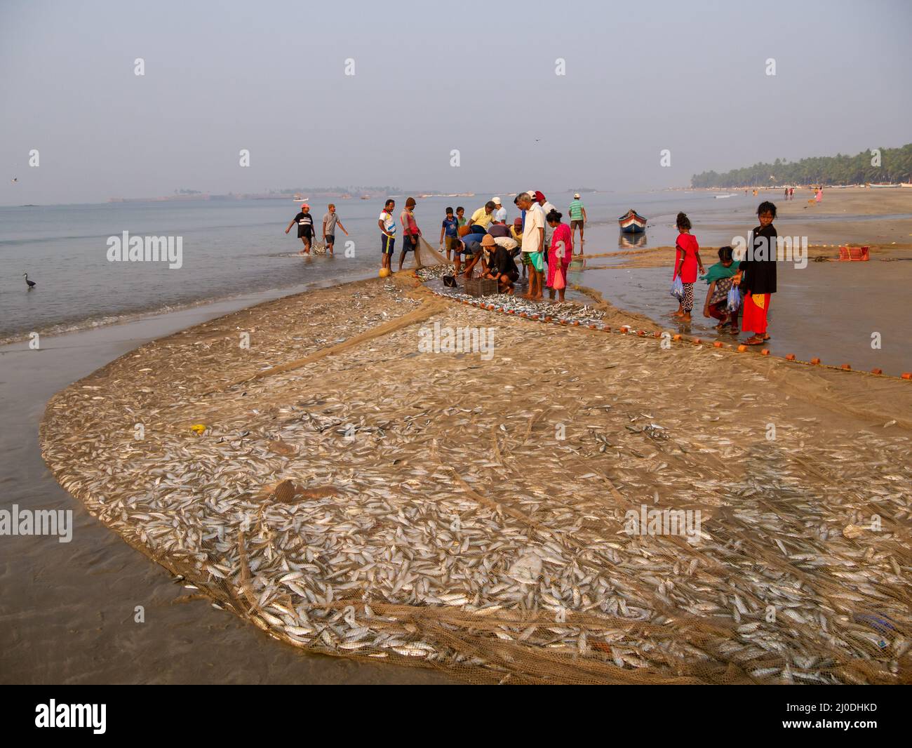 Malvan, India - December 20, 2021 : Indian fishermen with freshly ...