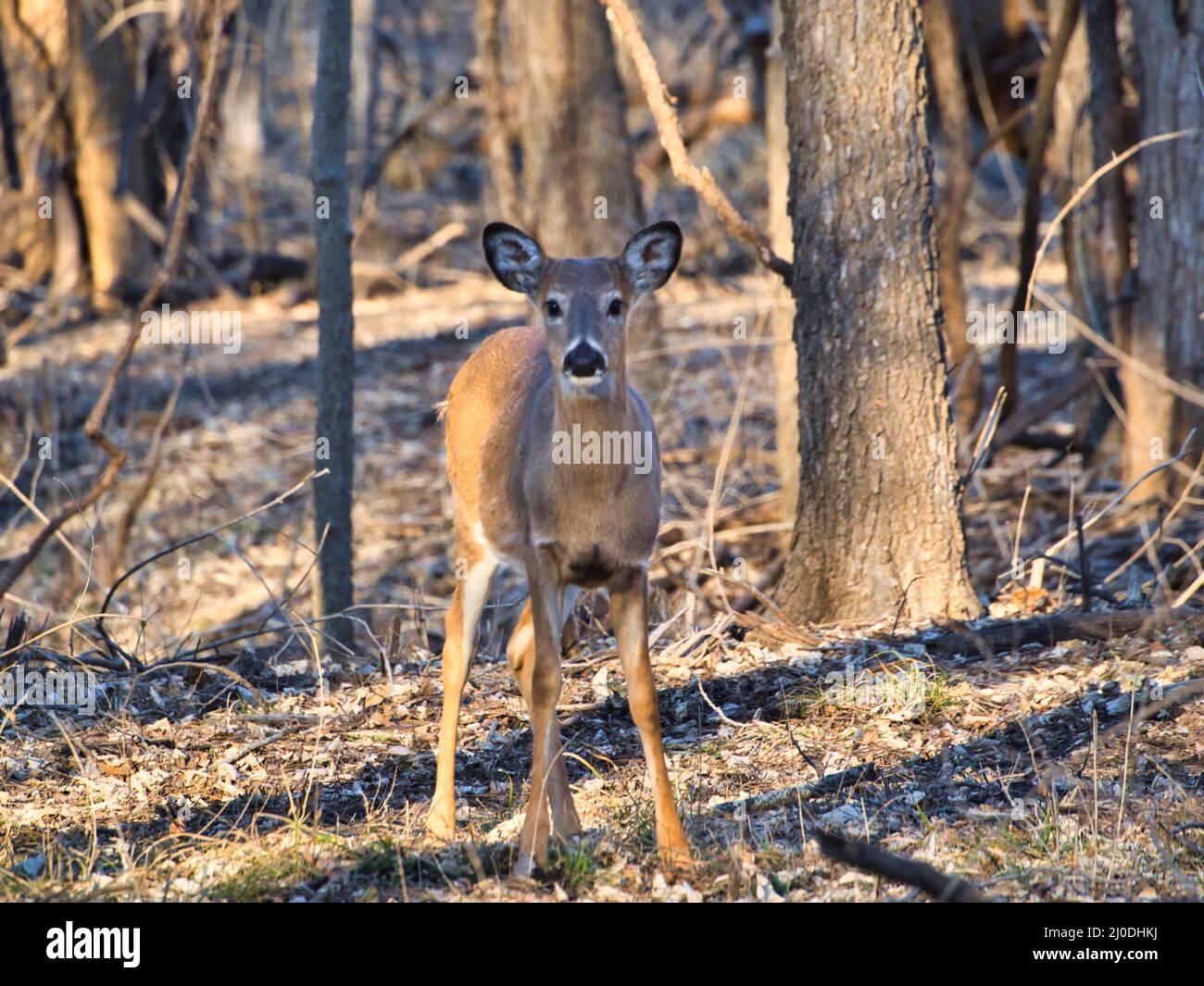 Young deer at Ernie Miller Nature Center in Olathe Kansas, US Stock ...