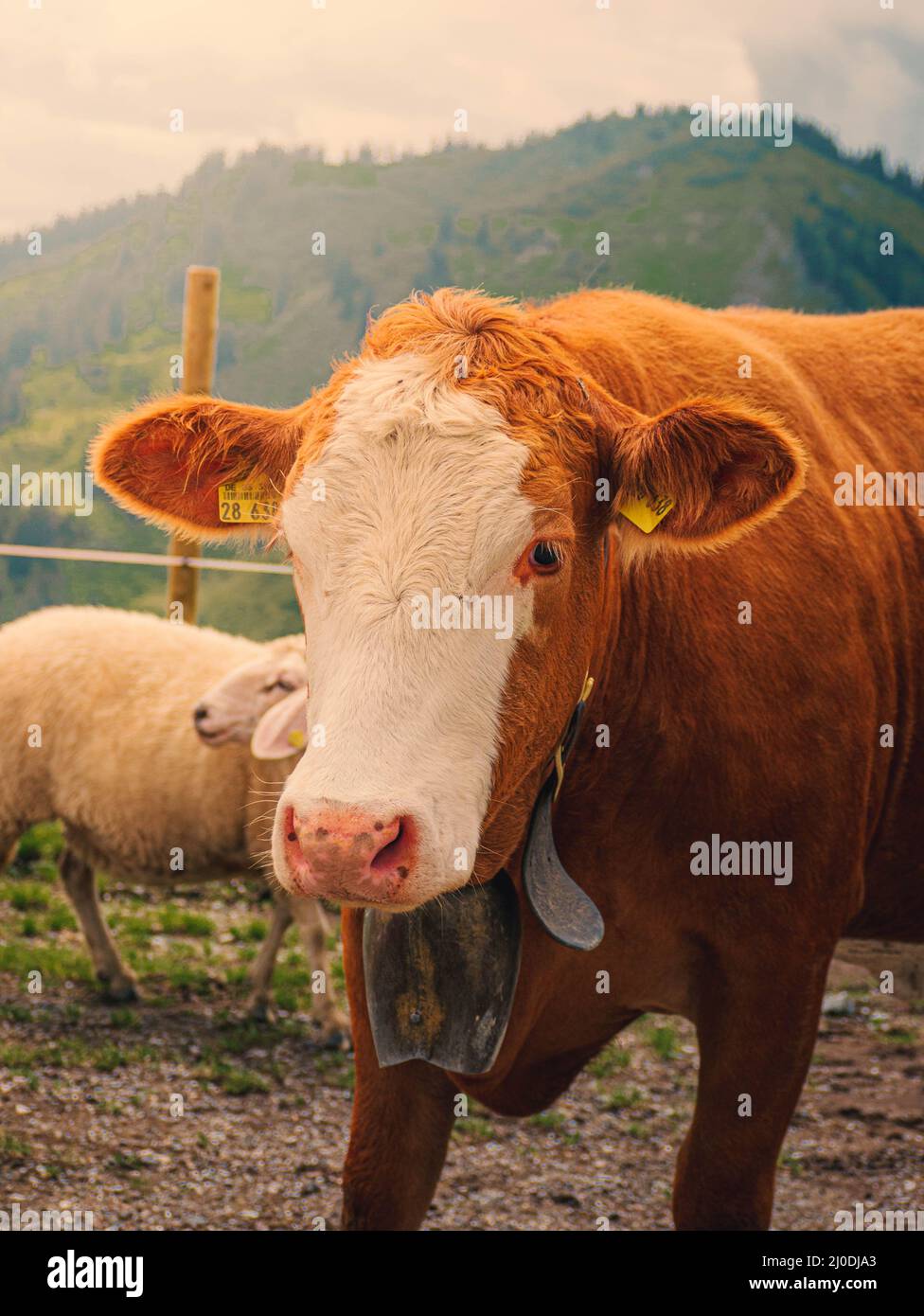 Vertical portrait of a cow on top of a mountain in Allgau, Germany ...