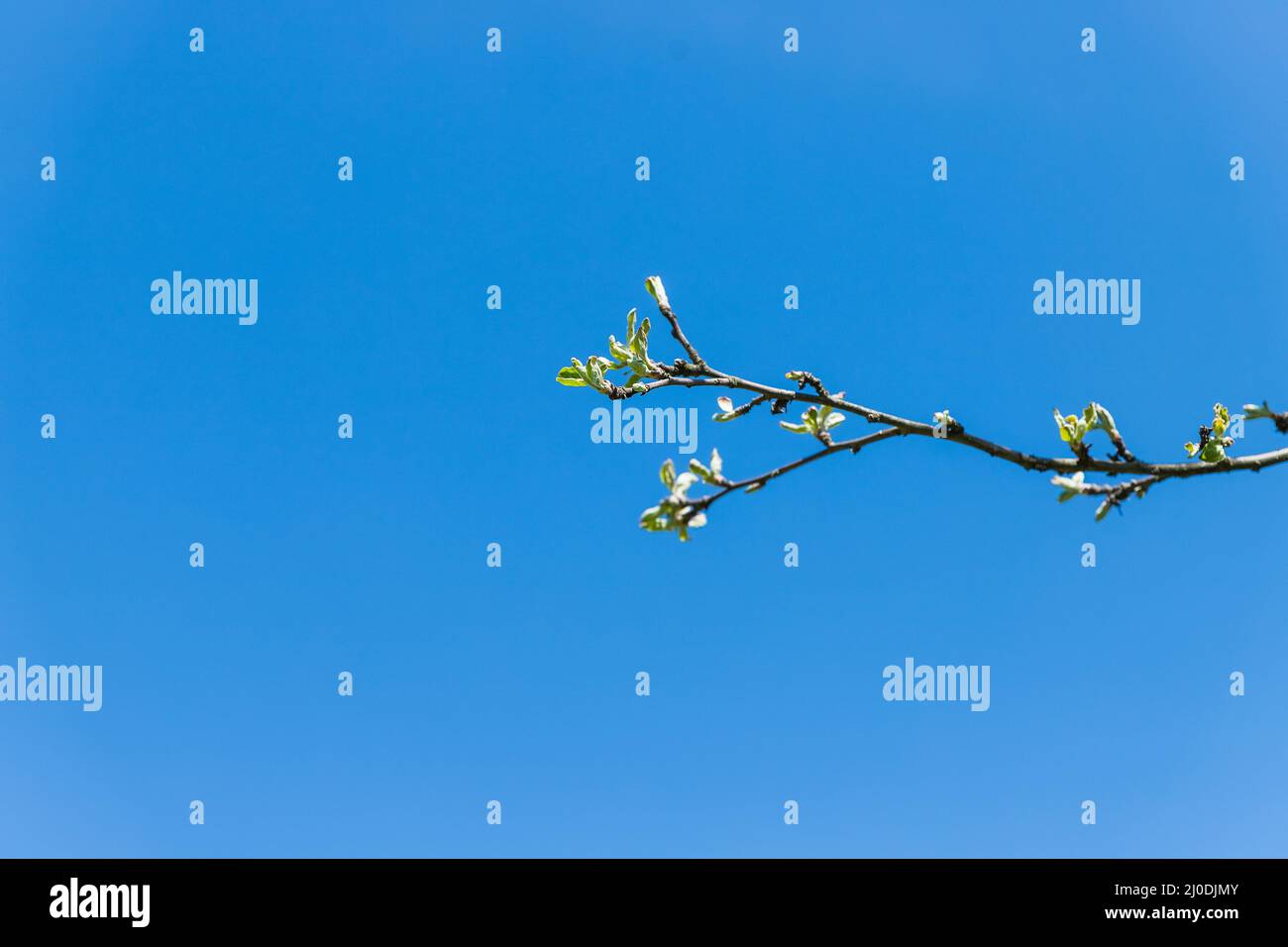 First buds on trees in early spring on blue sky background. Fresh green ...