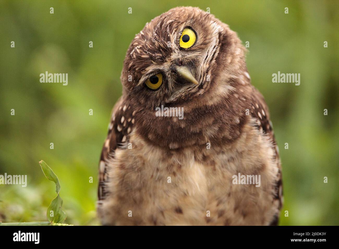 Funny Burrowing owl Athene cunicularia tilts its head outside its ...