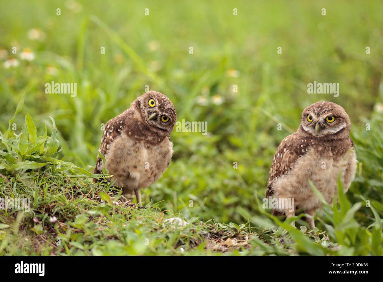 Family with Baby Burrowing owls Athene cunicularia perched outside a ...