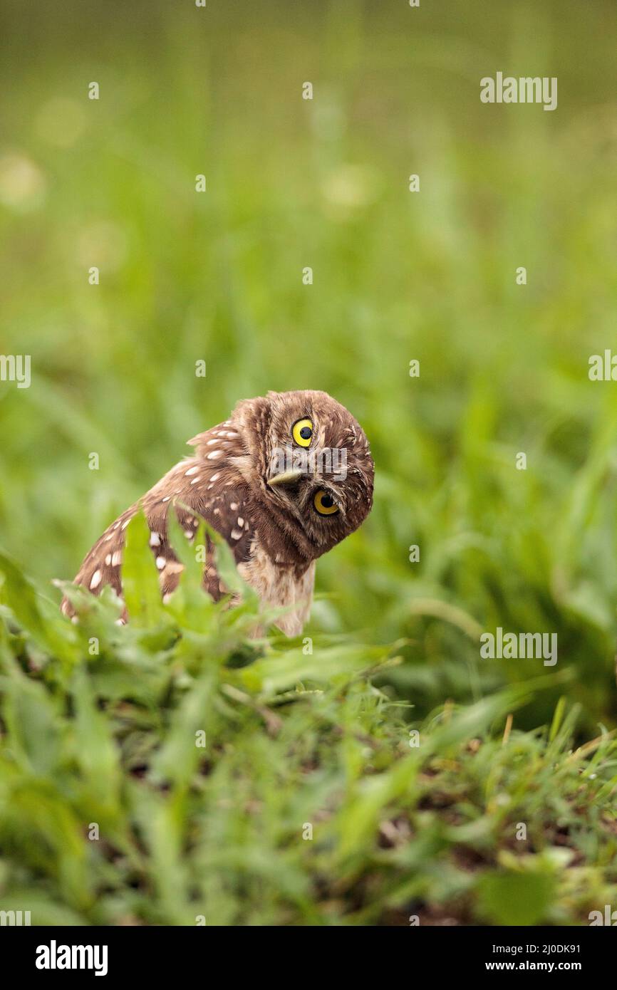 Funny Burrowing owl Athene cunicularia tilts its head outside its ...