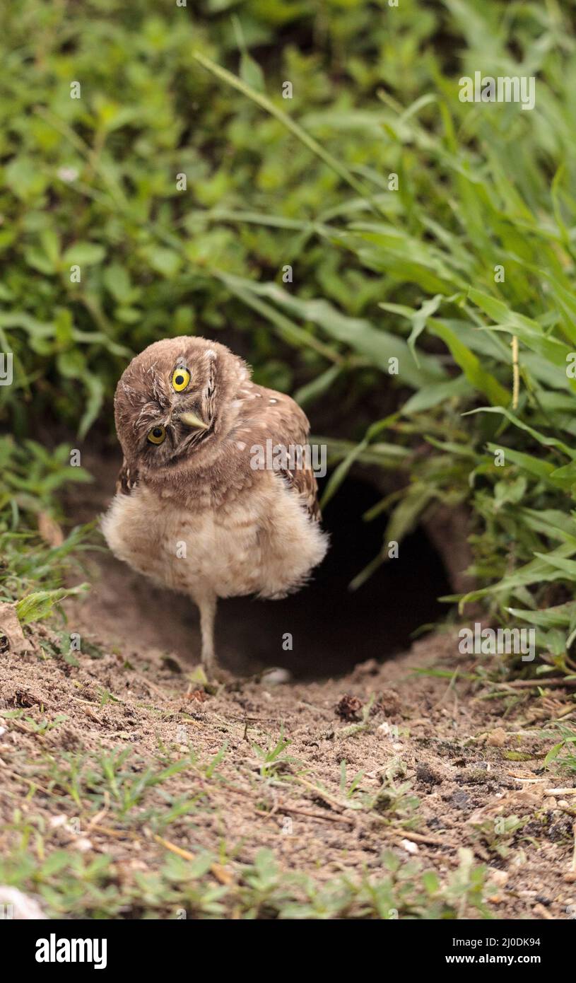 Funny Burrowing owl Athene cunicularia tilts its head outside its ...