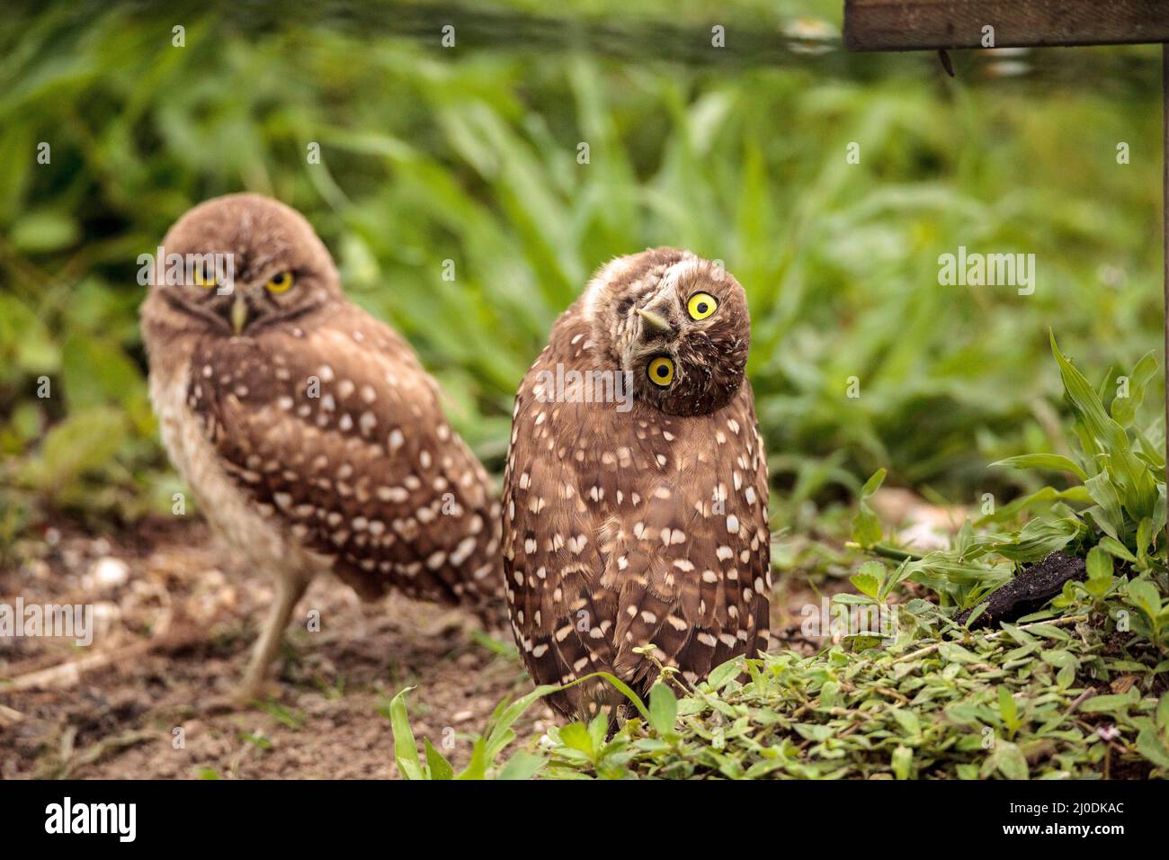 Burrowing owl head tilt hi-res stock photography and images - Alamy