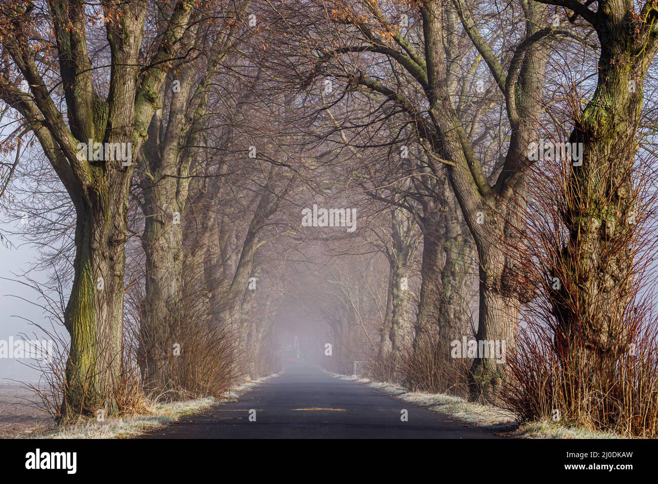 Fog street mist hi-res stock photography and images - Alamy